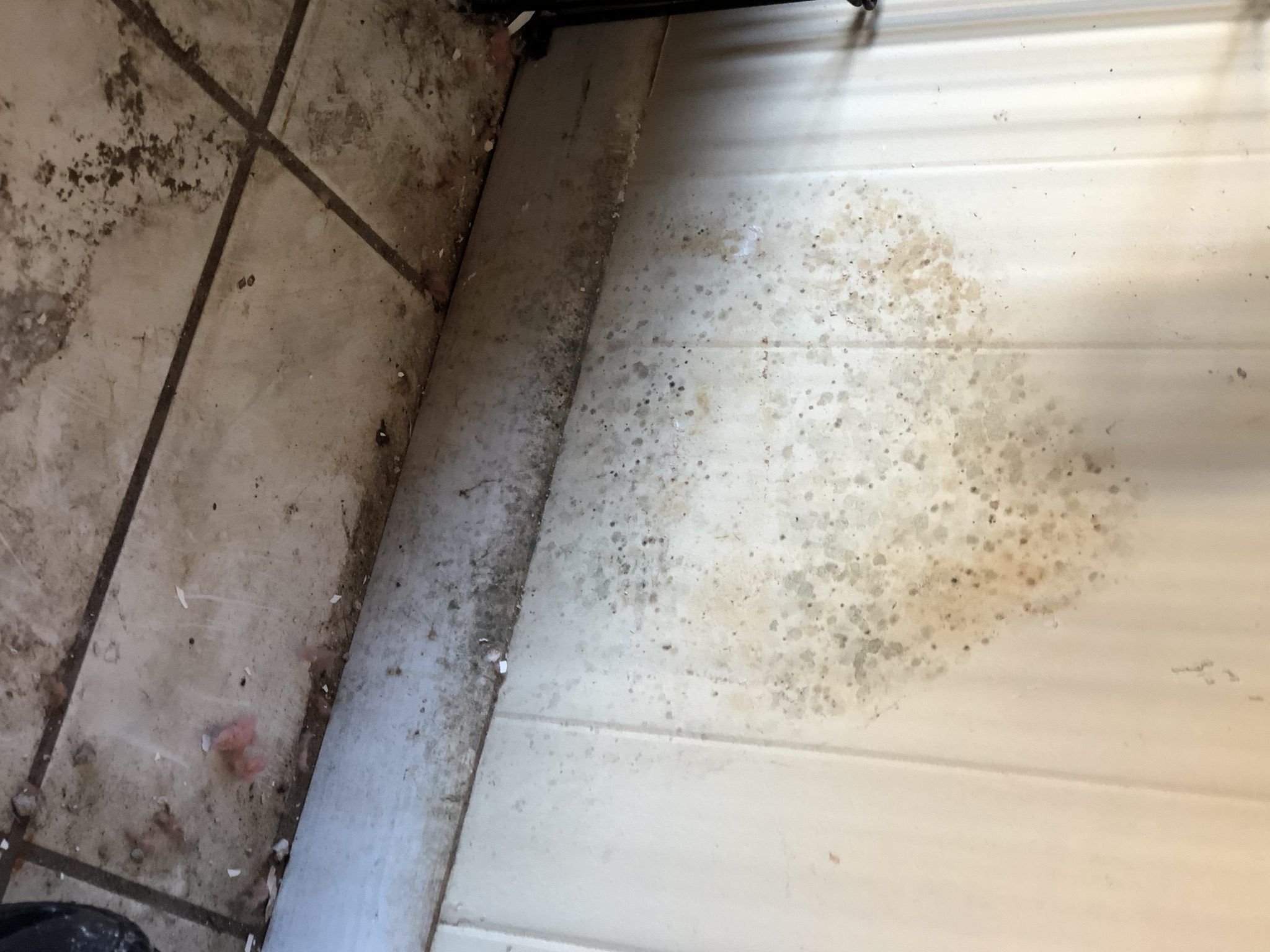 Mold Damage Insurance Claims | United Claims Specialists Mold Damage Insurance Claims | United Claims Specialists